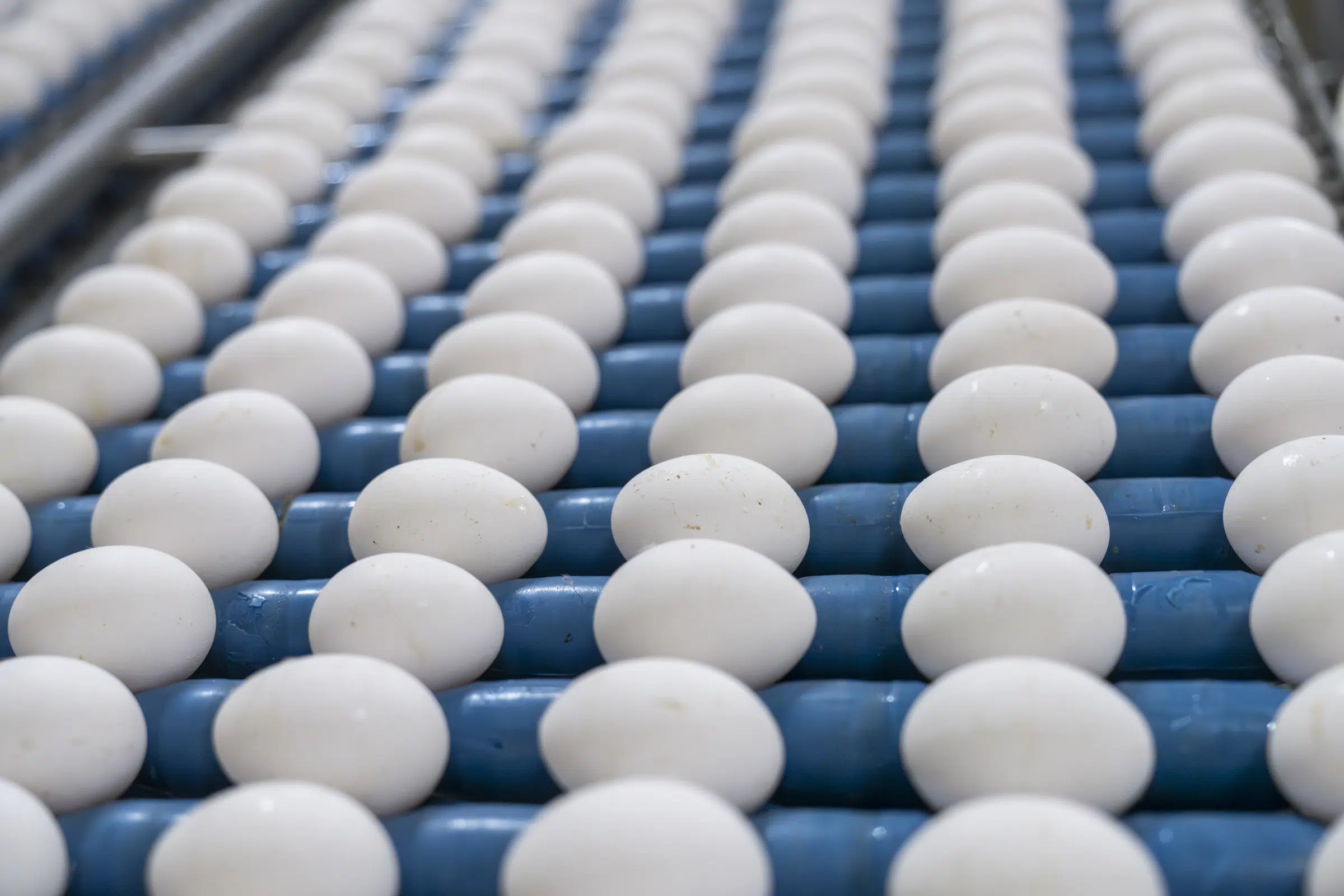 Igreca - Expert en Ovoproduits